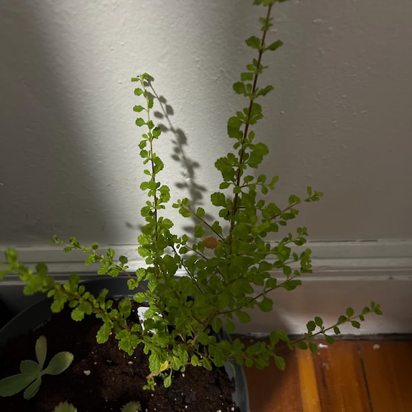 Capparis Spinosa Var. Inermis SPINELESS CAPER BUSH Live Plant 4 Pot ...