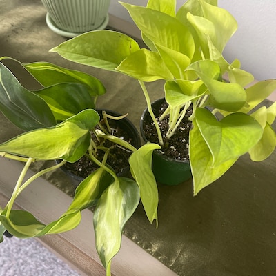 LIVE Combo 4 Inch Pots Brazilian Philodendron & Neon Pothos Evergreen ...