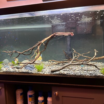 Windy Pods for Shrimp, Fish, Aquariums Craft Supplies Botanicals - Etsy