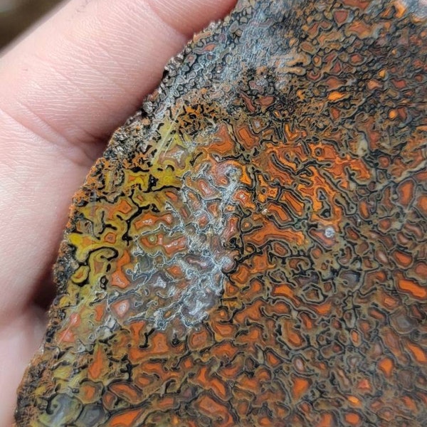 Dinosaur Gembone Sphere Natural Fossil Dinosaur Gem Bone Round Specimen ...