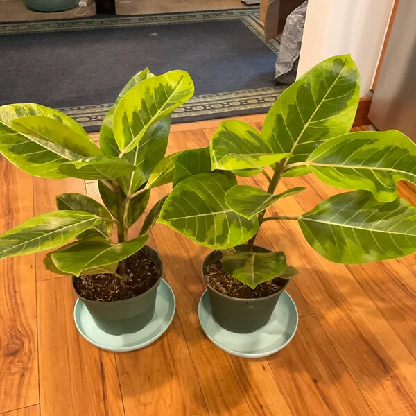 Mican Philodendron Velvet Leaf Philo Indoor & Outdoor Live Tropical ...