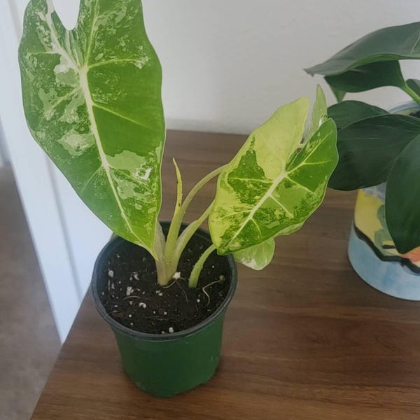 Hunter's Venom African Violet Live Plant, Young Starter in a 4" Pot ...