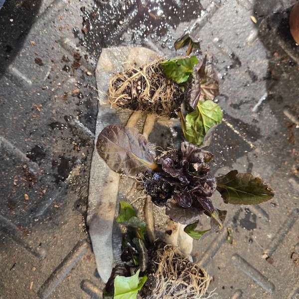 Mini Mighty Mouse Perennial Hosta. Super Cute. Starter Perennial Loves ...