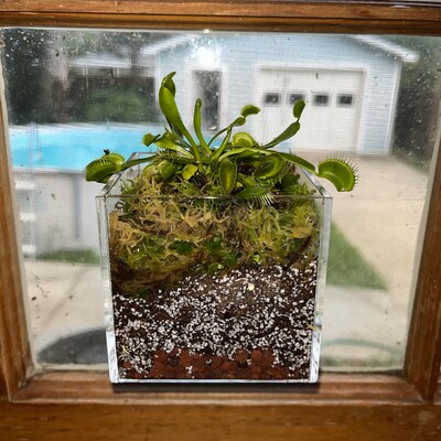 Window Planter Suction Cup 3 Inch Cube Style Planter That Attaches to ...
