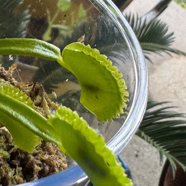 Live Venus Flytrap Plant Kit in 4.5 Terrarium Carnivorous Plant Food ...