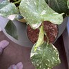 Money Tree Plant Large Fully Rooted Pachira Aquatica Money Tree Braided ...