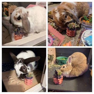 Gideons Hideout Cardboard House for Rabbits Hideout and Chew - Etsy