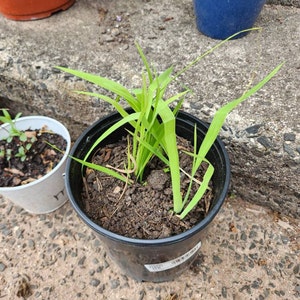 Carex Lurida Shallow Sedge Bareroot Wetland Restoration - Etsy
