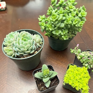 1lb White Top Dressing for Plants / Succulents - Etsy