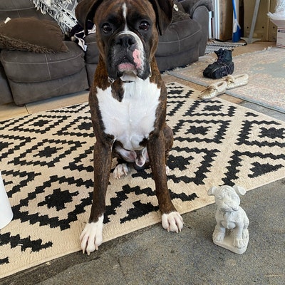 8 Tall Cement Boxer Puppy Dog Garden Art Concrete Statue Pet Memorial ...