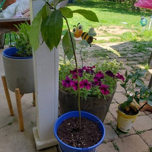 5 Rollinia Deliciosa Seeds Biriba Rollinia Mucosa Rare | Etsy