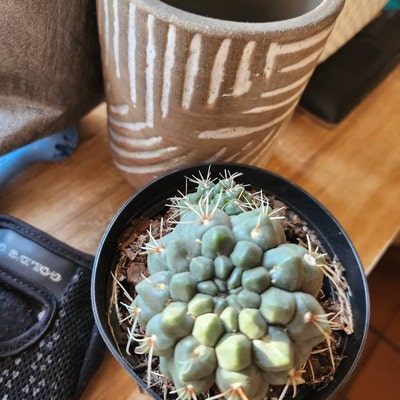 Large Form Curiosity Plant Cactus Cereus Peruvianus Monstrose - Etsy