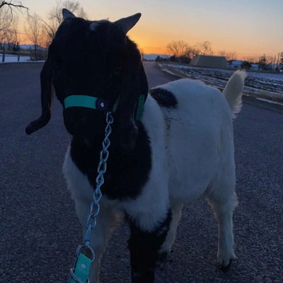 GOAT HALTER t3 two-toned Tab Halter Stock Show Show Goat - Etsy