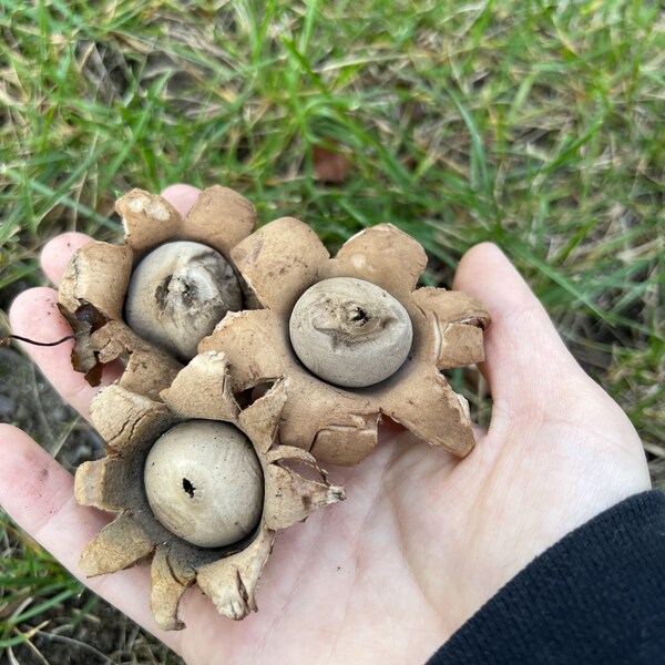 Rare Giant Indian Corn Seeds X50 Easy to Grow Colorful Massive Ears - Etsy