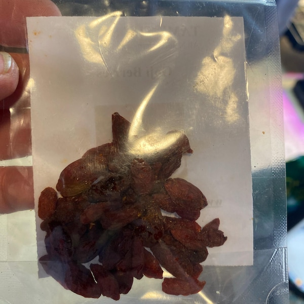 Osha Root - Wild Harvested Fresh Organic Herbs - Etsy