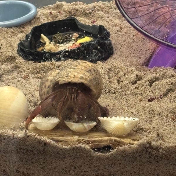 4 Pc Mini Lotus Pod Climbers - Tank Enrichment - Etsy