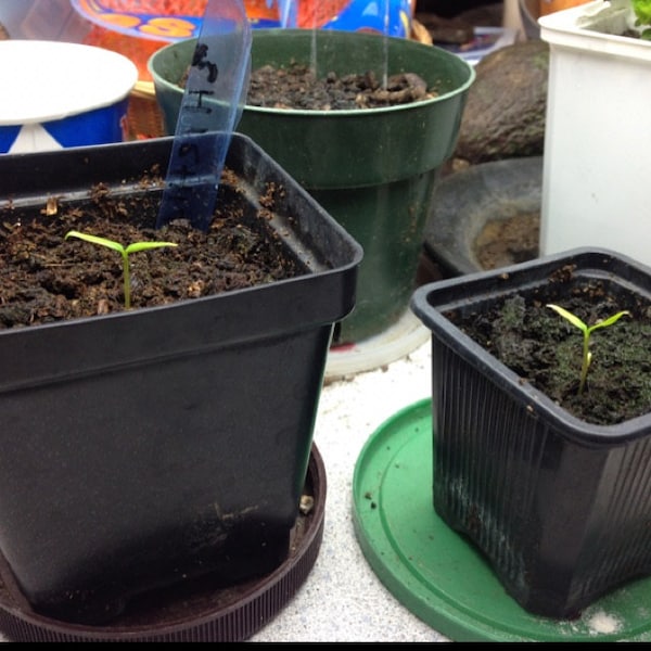 Shishito Pepper Premium Seed Packet - Etsy