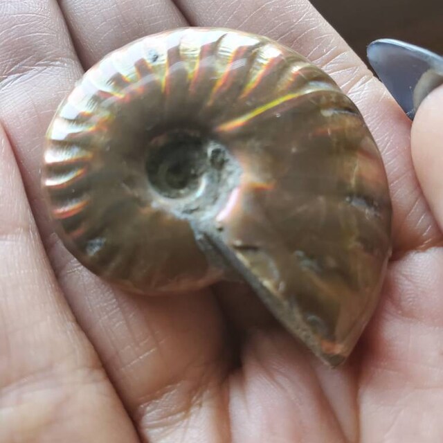 HOME OF PRECIOUS AMMONITE FOSSILS by loveNlightAmmonites on Etsy