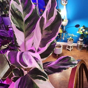 Purple Calico Kitten Houseplants Live Plant in Pot Indoor - Etsy