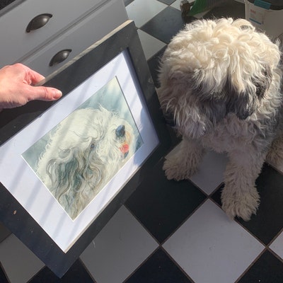 Cocker Spaniel, Buff, Cream, Tan, ASCOB, AKC Sporting, Pet Portrait Dog ...