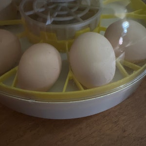 Tangerine Beauty Crossvine Bignonia Capreolata 20 Seeds - Etsy