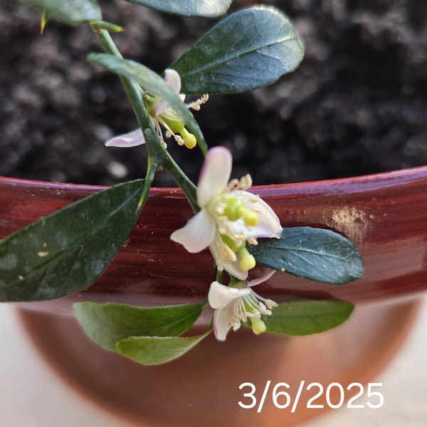 Finger Lime Tree , 1/2 Gallon Pot - Microcitrus Australasica in Half ...