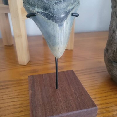 Medium Megalodon Shark Tooth Stand Shark Tooth Stand Custom - Etsy