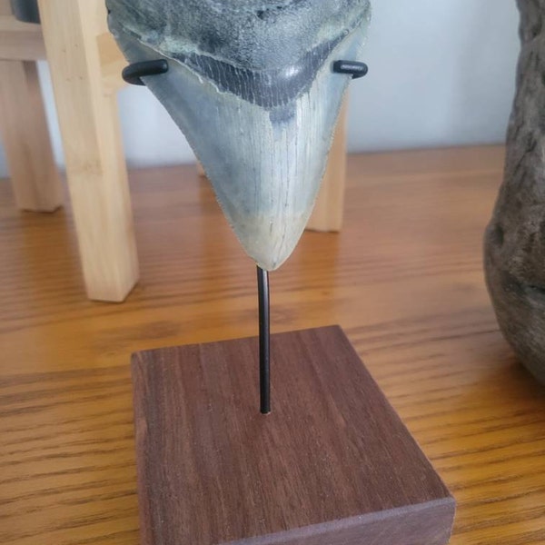 Extra Large Megalodon Shark Tooth Stand - Shark Teeth Stand Custom ...