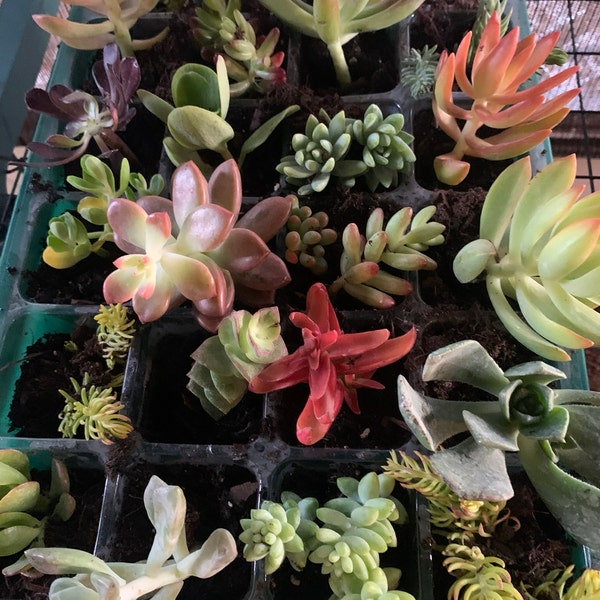 Assorted Live Rooted Succulent Plugs | Great for Baby Showers, Wedding ...