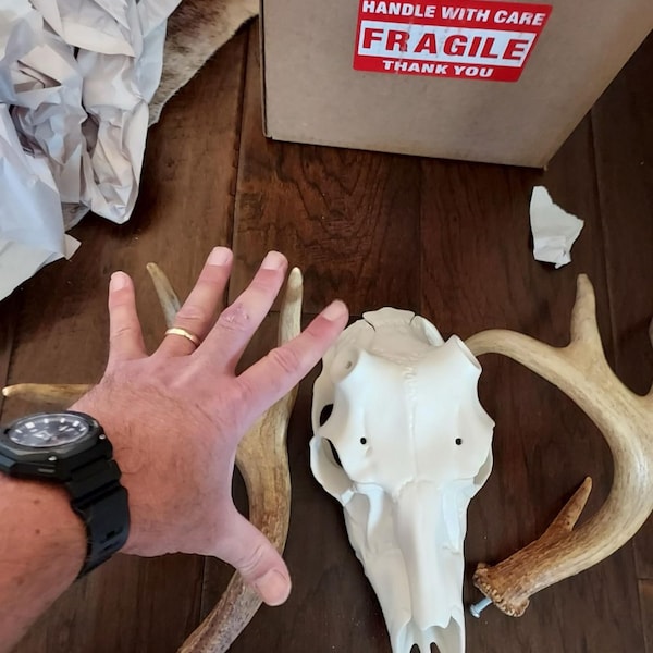 Dark Wide 5x4 Mule Deer Antler Horn Fake Skull Mount Taxidermy Rack Man ...