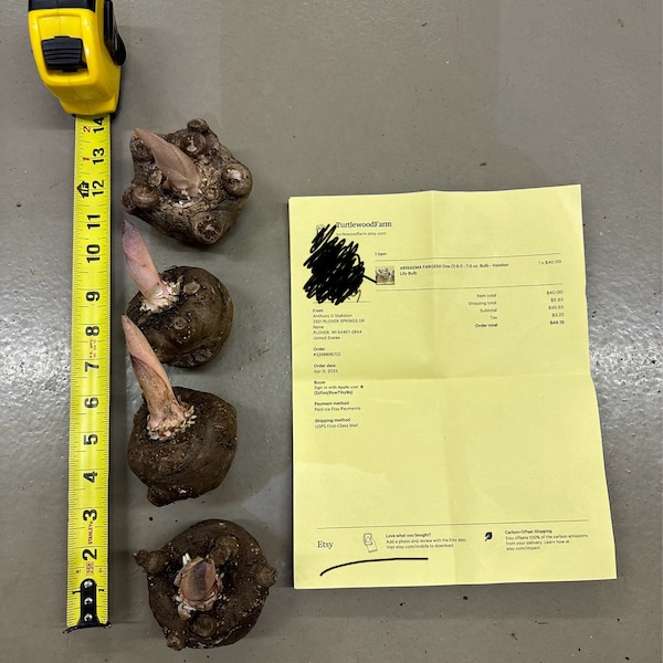 AMORPHOPHALLUS KONJAC Twenty Five (25) Bulbils - Voodoo Lily Bulb - Etsy