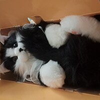 SEEU & Chongker He Hua Super Lifelike Plush Panda Dollpanda Fans Can't ...