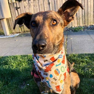 Fire Hydrant Collar Food Kong Toys Tie on Dog Bandana - Etsy
