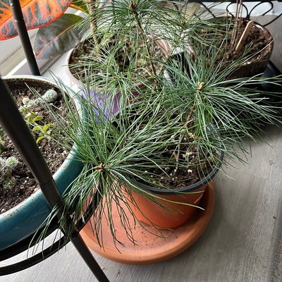 Princess Pine Clubmoss - Etsy