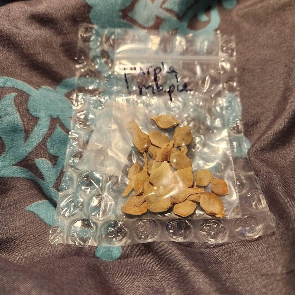 20 Purple Japanese Maple Tree Bonsai Seeds Heirloom Rare Colorful Lawn ...