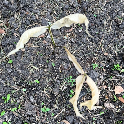 Avocado Tree Cuttings 5 Scions Fresh Cut and Organic 15 Long Message Me ...