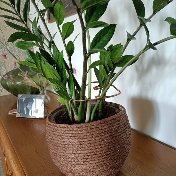 Monstera Shaped Plant Support Gold Coloured - Etsy