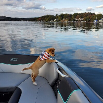 American Flag Dog Bandana, Slides Over the Collar, Cat Bandana, Dog ...