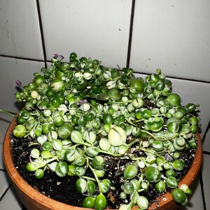 Imported Living Stone Lithops Succulent Plant - Etsy