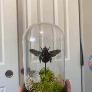 Blue Leafwing Butterfly Anaea Xenocles Spread for Your | Etsy