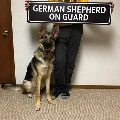 German Shepherd on Guard Sign, Personalized Pet Breed Sign, Custom Cat ...