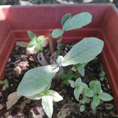 CALOTROPIS GIGANTEA Giant / Madar/ Milkweed Tree Plant Butterfly Garden ...
