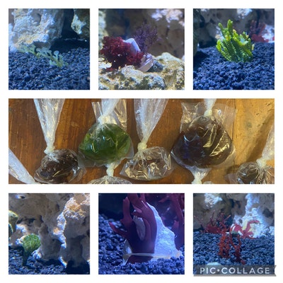 LIVE 10-pack Macro Algae Sampler Macro Algae/macroalgae Coral for ...