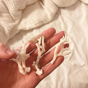 Real Jungle Mud Starfish Orange Brown Amber Color 1 to 3 Pcs 2 - Etsy