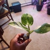 Philodendron Punctata ALL Starter Plants Require You to Purchase Any 2 ...