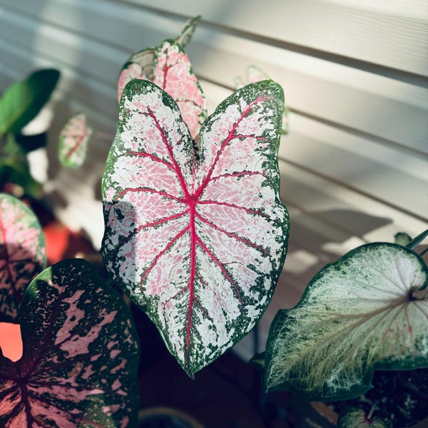 Caladium 'dot's Delight' Choose From 4 Options **new Crop 2025**in ...