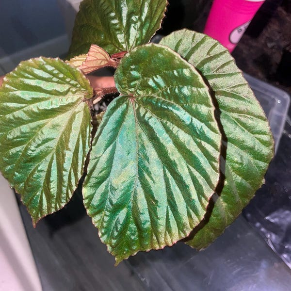 PROPAGATE TO ORDER Begonia Sp. Julau (type 1) - Etsy