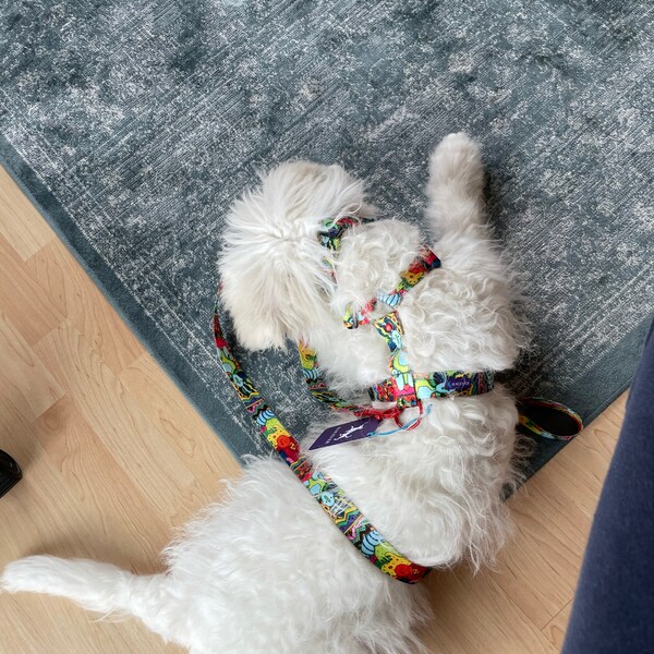 Funny Adjustable Dog Harness, Personalized Guard Harness, Soft Webbing ...