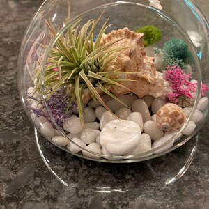 Mini Red Coral Terrarium Kit with Tillandsia Air Plant | Etsy