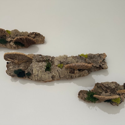 Floating Forest Art Gift, Moss on Cork Bark Natural Wall Decor ...